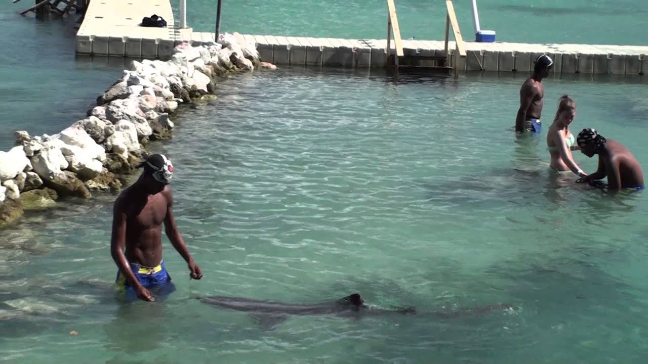 Jamaica 2013 - Part 28 - swimming with sharks - YouTube