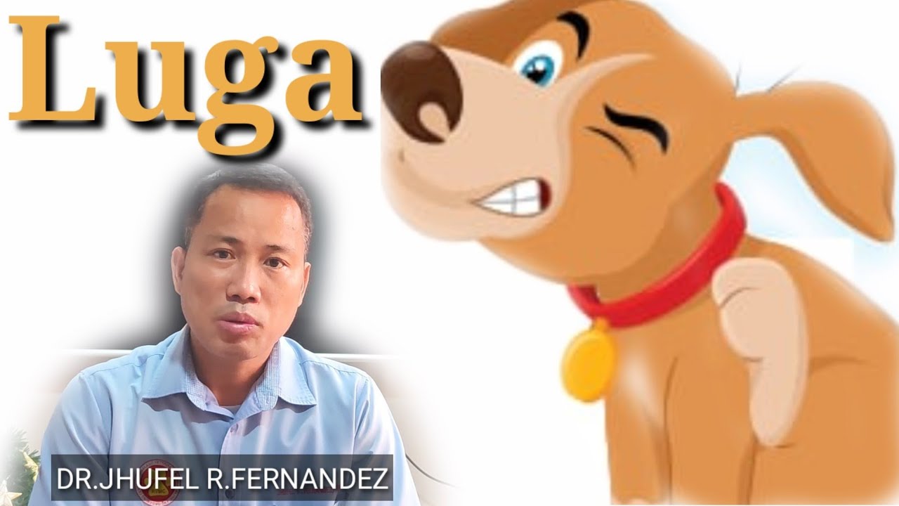 OTITIS O LUGA : Papaano nagkakaroon Ang aso nito at ano Ang pwedeng ...