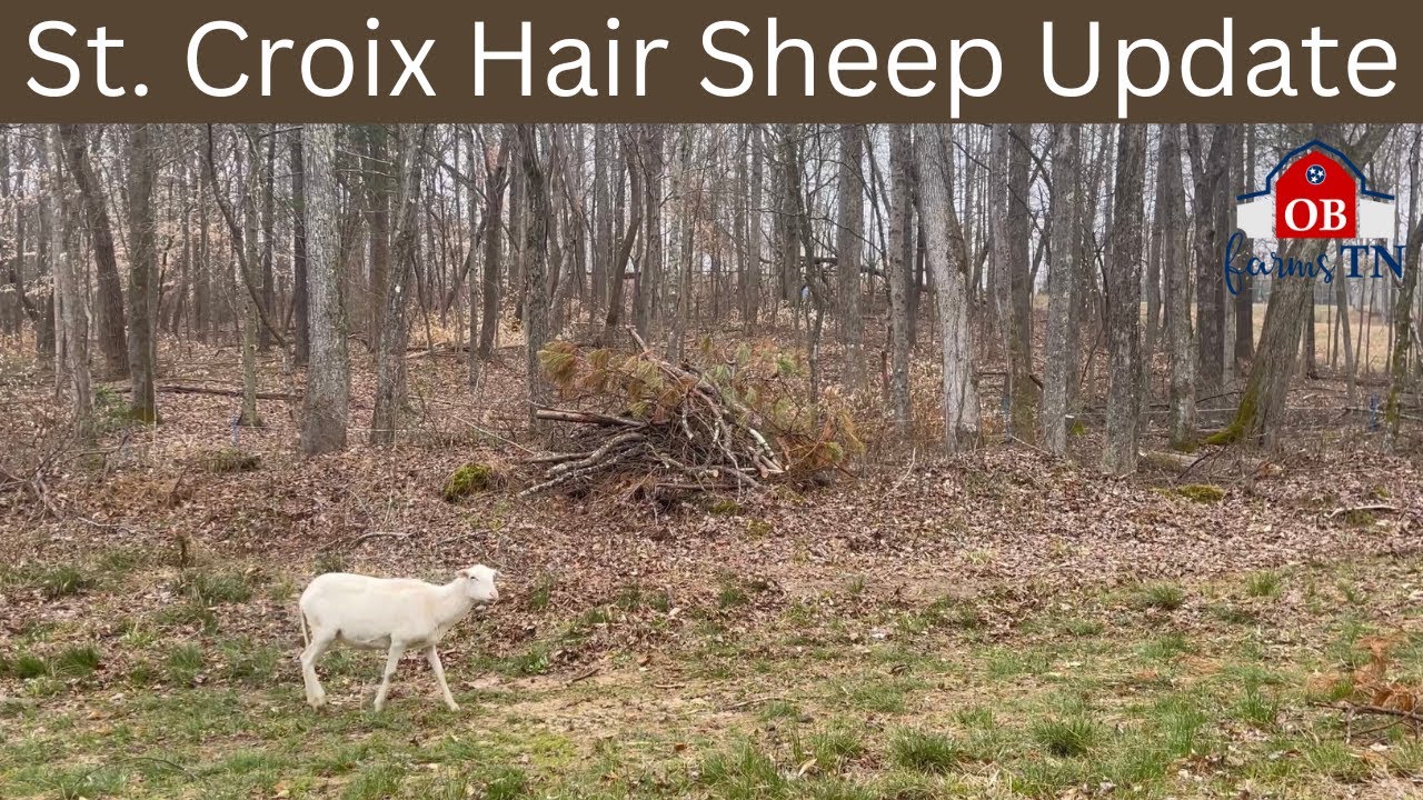 St Croix sheep in new pasture & Farms Plans - YouTube