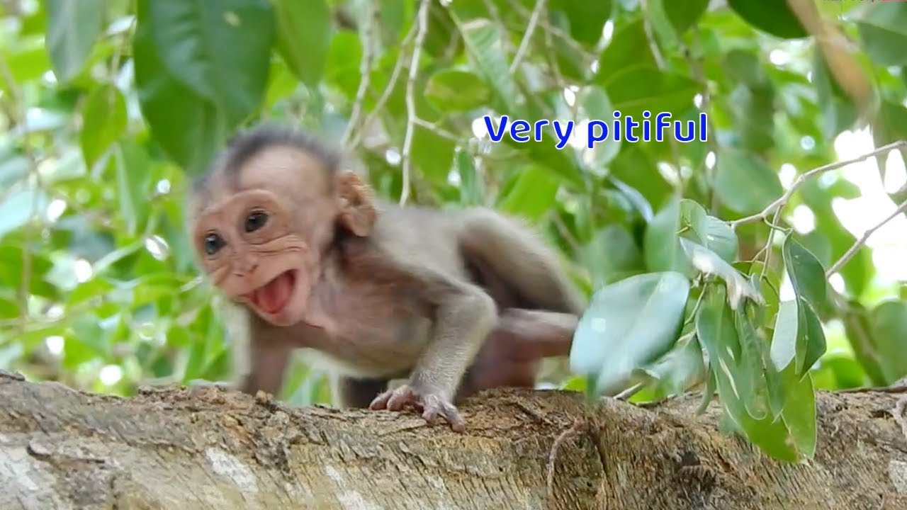 Mom where are you? Poor baby Milo cry immediately when he feel stay ...