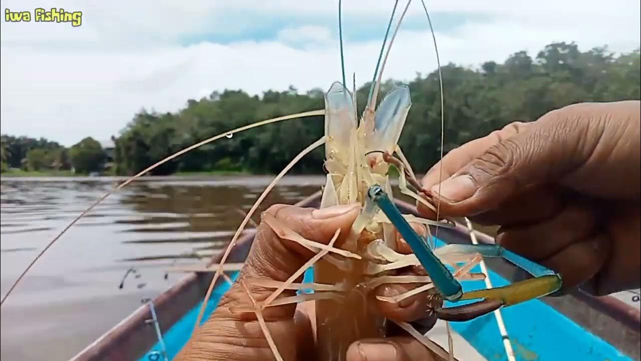mancing udang galah di sungai Siak .. hati2 bagi penyampan .. - YouTube
