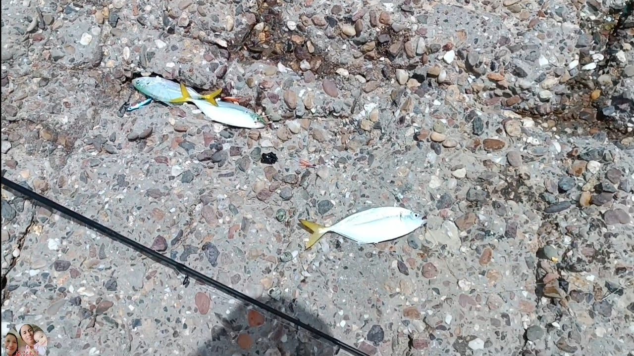 HARVEST yellowtail and QUEENFISH sa Kuwait.. - YouTube