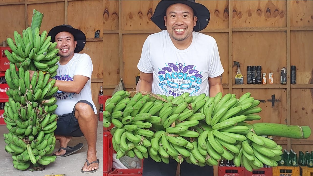 GIANT Lakatan na Saging? GRABE Sobrang Laki 4 Kilos isang Piling - YouTube
