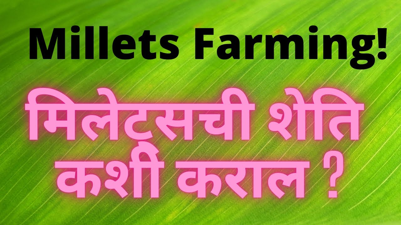 मिलेट शेति udid perani kashi karavi Millets Farming#millet# ...