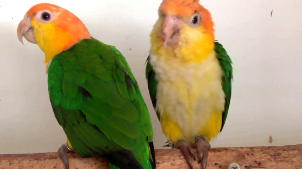White bellied caiques young pair - YouTube
