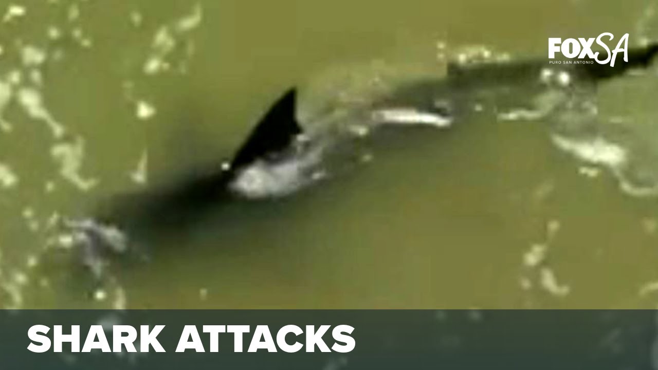 Shark expert explains how the approach of Hurricane Beryl triggers ...