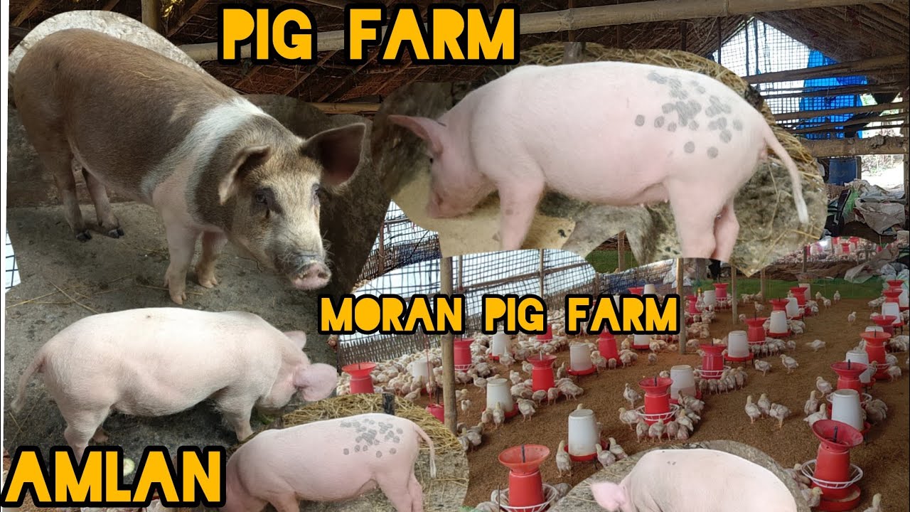 amlan bez pig farm / assam pig farm / Moran pig farm / Dibrugarh Assam ...