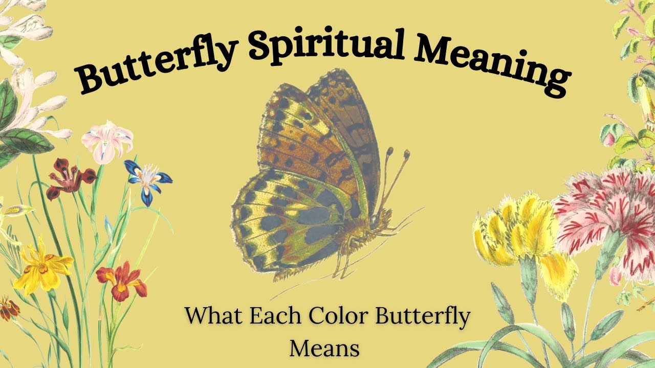 Why You Keep Seeing Butterflies | Butterfly Spiritual Meaning Butterfly ...