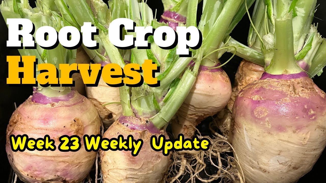 A Root Crop Harvest - YouTube