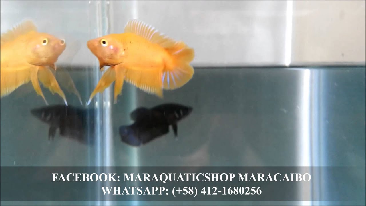 Maraquatic Shop - Betta Yellow DTPK (VENDIDO 1) - YouTube