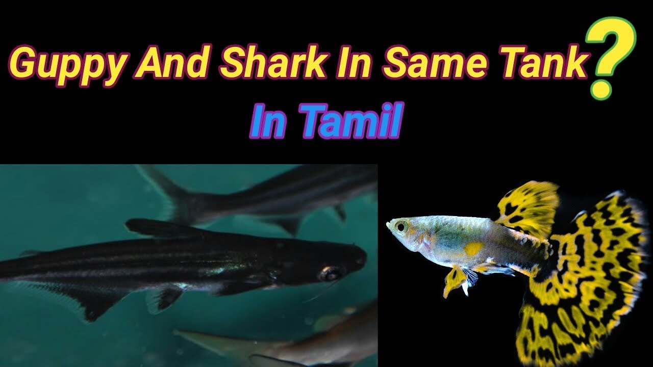 shark மற்றும் guppy ஒரே தொட்டியில் வைக்கலாமா?.. can we keep fish ...