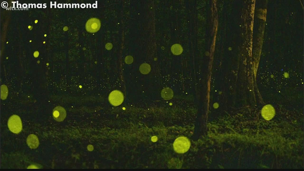 Synchronous fireflies at the Congaree - YouTube