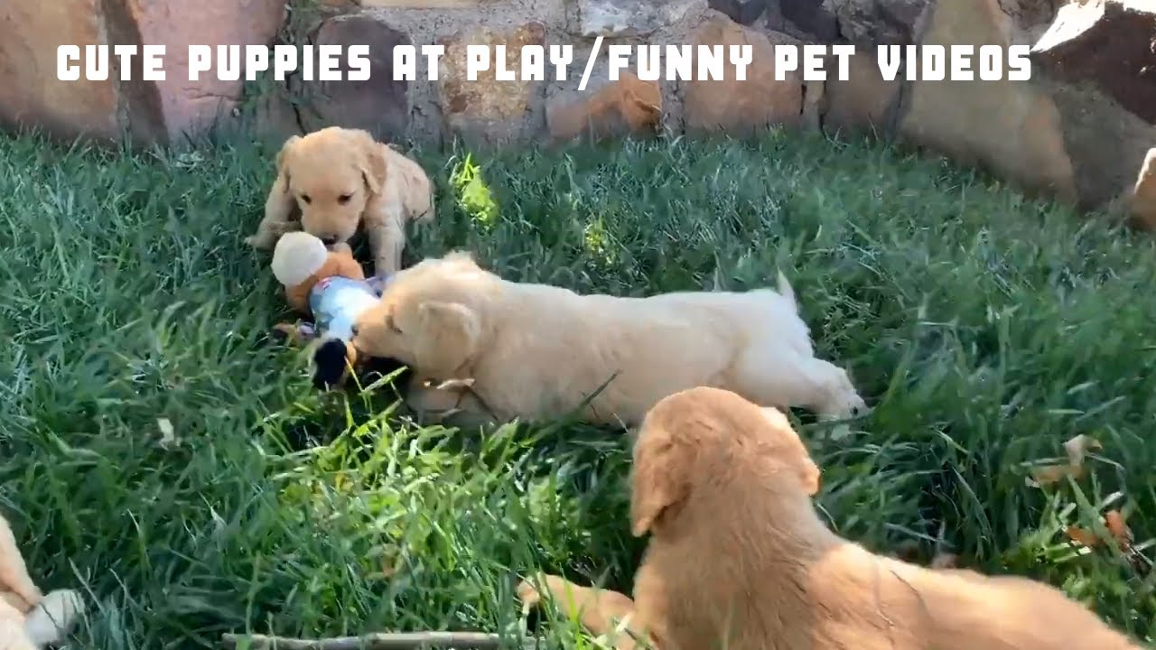 Cute puppies at play/funny pet videos - YouTube