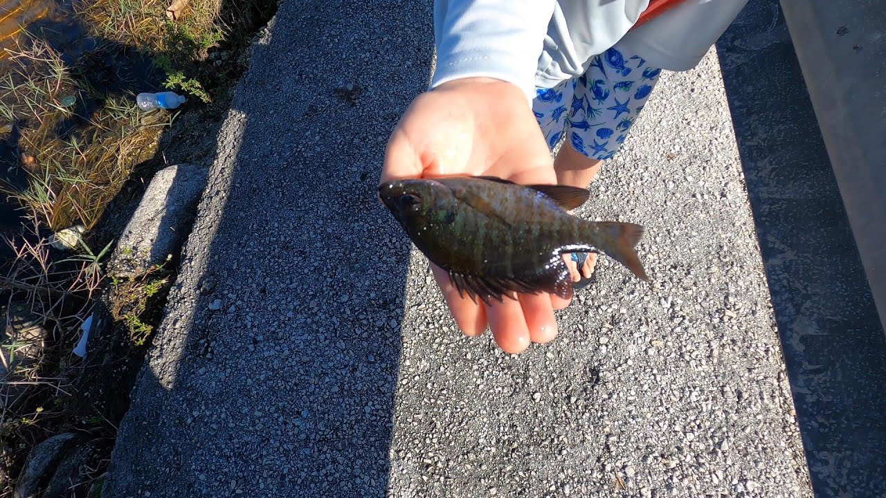 Alligator Alley FISHING! FIRST time using Bream Busters! - YouTube