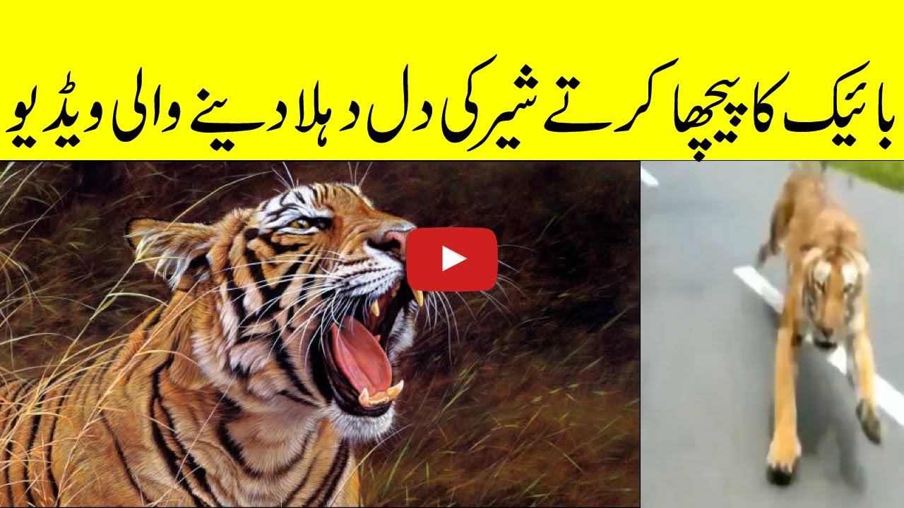 Heartbreaking video of a lion chasing a bike | Lion Attack | ARP NEWS ...