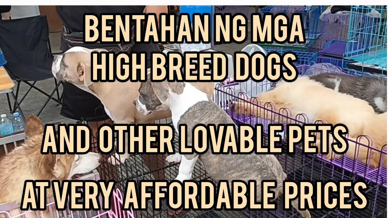 Bentahan ng mga Mura at Malulusog na Breed ng mga Aso... - YouTube