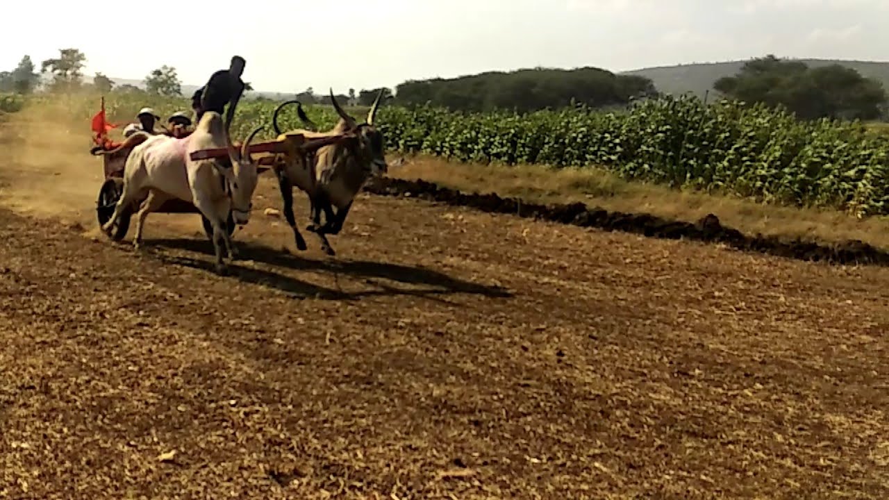|| मुचंडी बैलगाडी शर्यत || Hallikari Bulls running in Bailgadi Sharayat ...