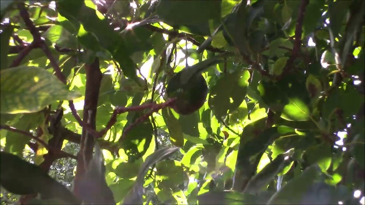 Simmonds avocado-My top choice for your Home orchard - YouTube