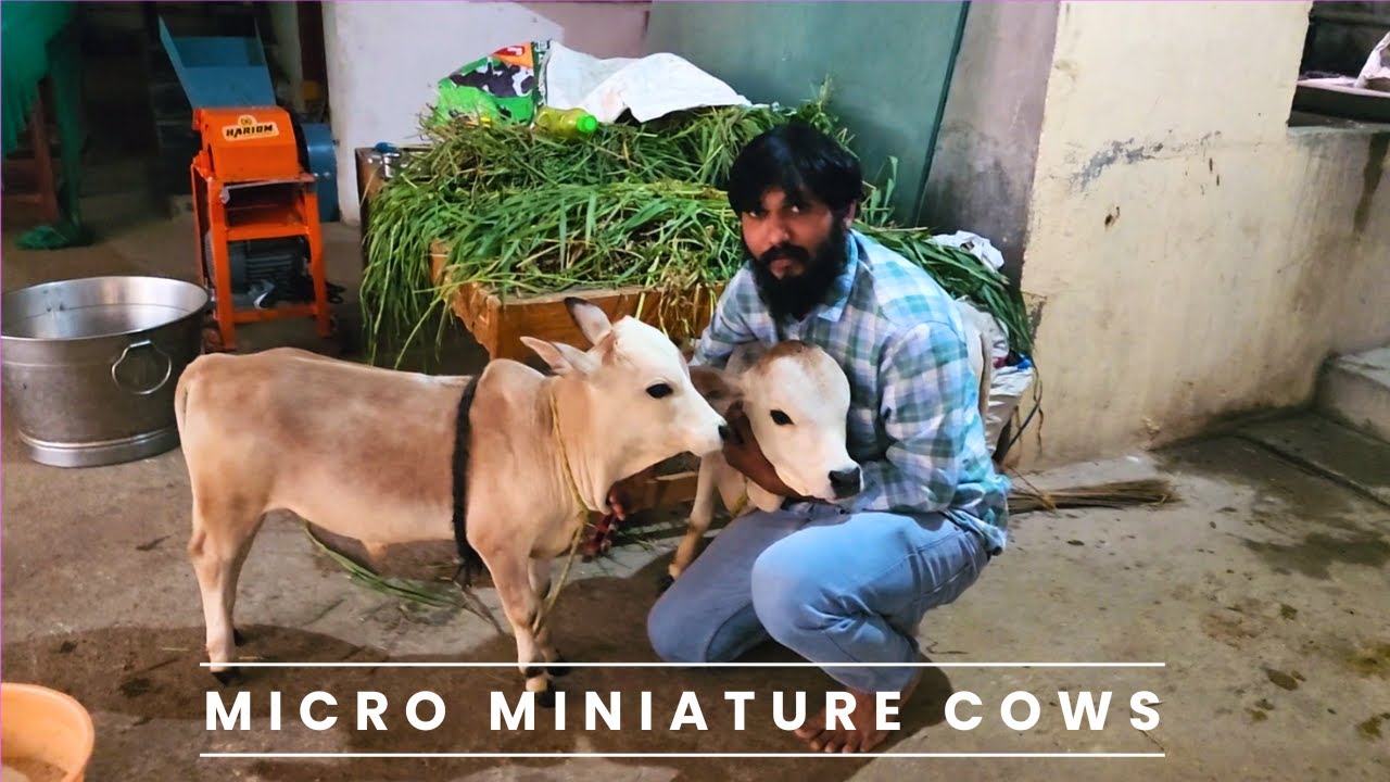 Micro Mini cow & Kapila Punganuru cows | Nadipathy Goshala | - YouTube