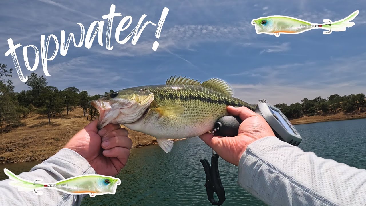INSANE topwater bite at New Melones! - YouTube