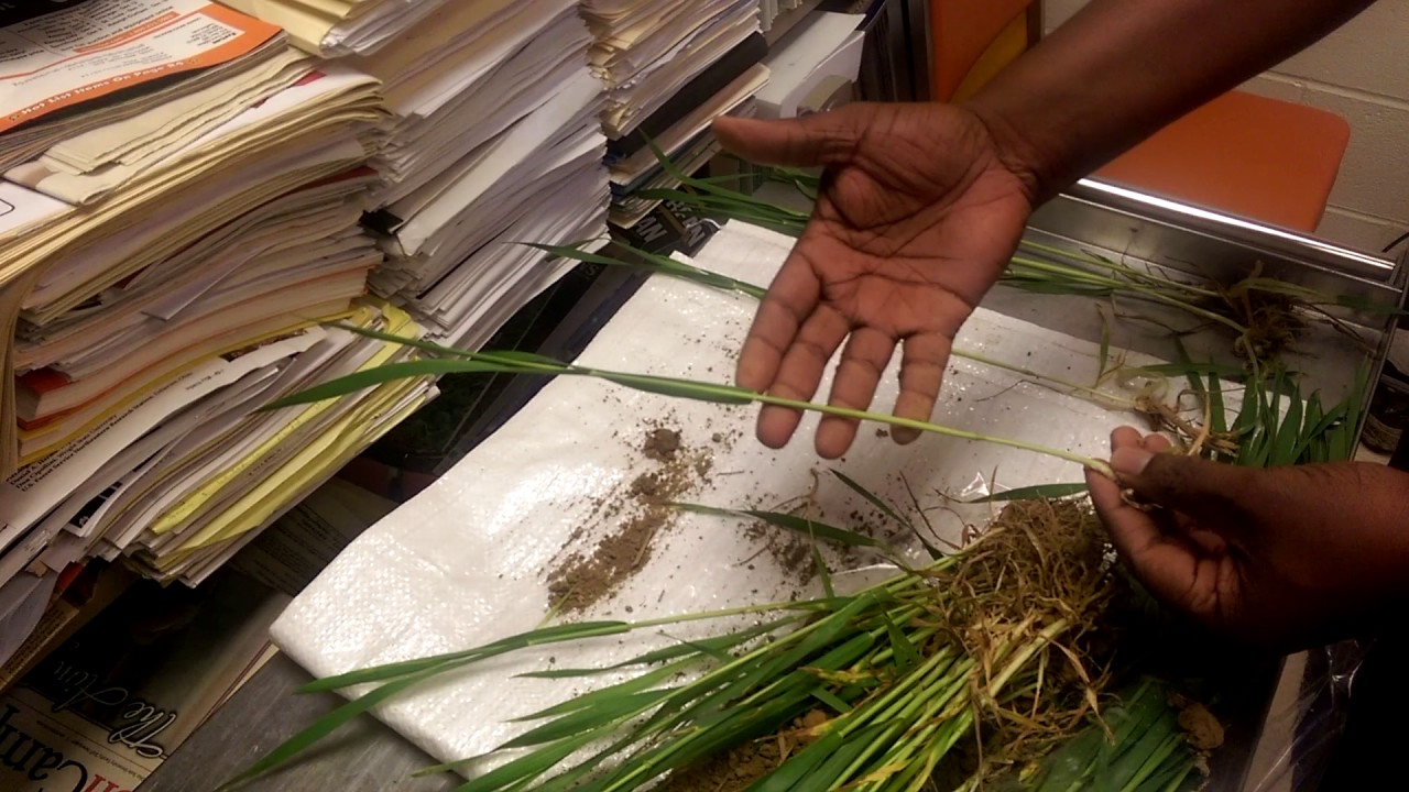 Feekes Growth Stages 7 and 8 - YouTube