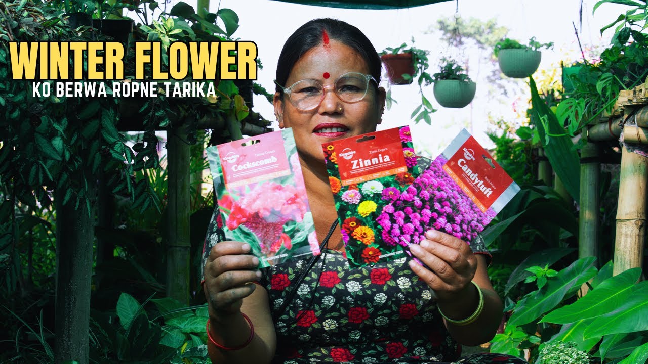 How to Germinate Winter Flower Seed? Grow Winter Flowers From Seeds ...