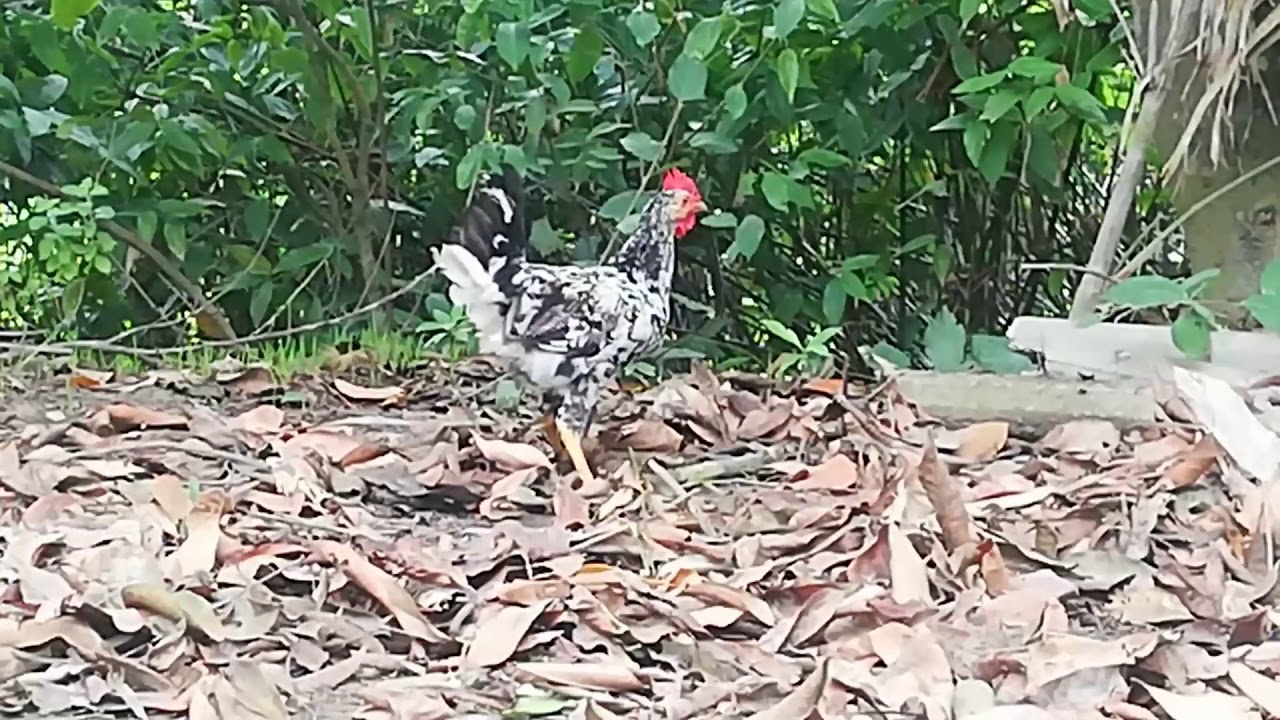 funny chicken videos || funny roosters chasing kids || funny chicken ...