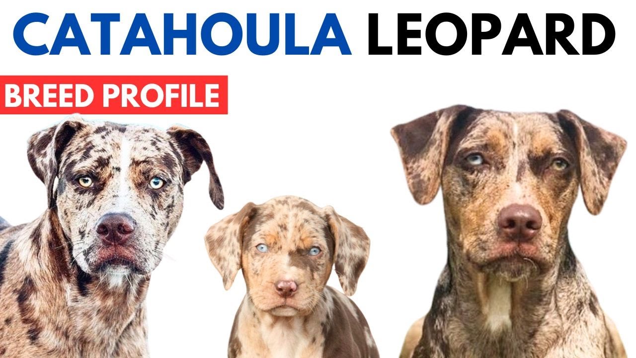 Catahoula Leopard Dog Breed Profile History - Price - Traits ...