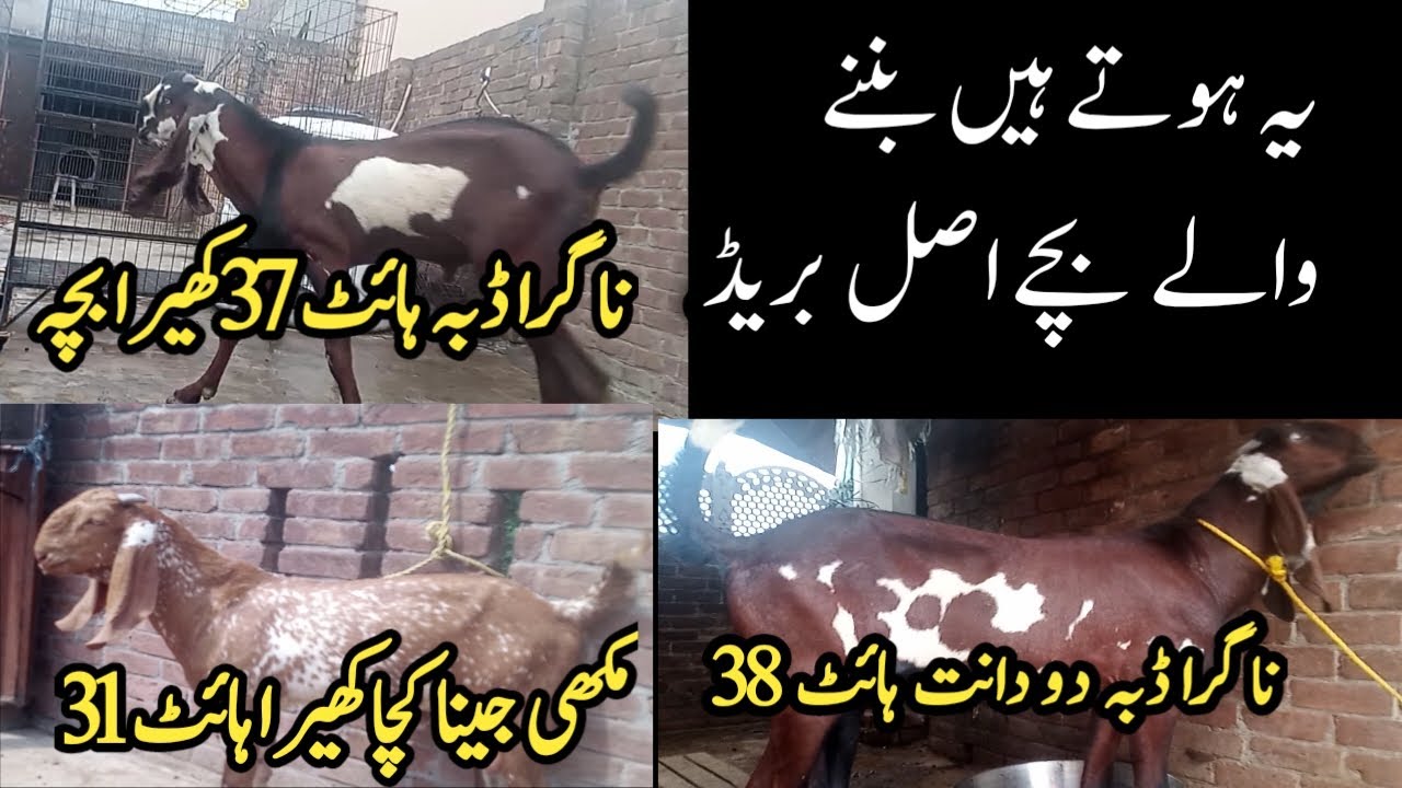 Very big goat ready to salle Original beetle and makhi chine goat - YouTube