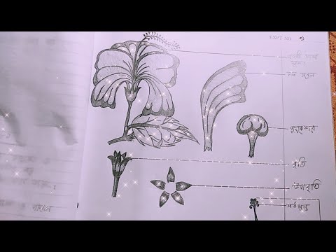 SSC BIOLOGY Practical।আদর্শ ফুলের বিভিন্ন স্তবক পর্যবেক্ষণ। - YouTube