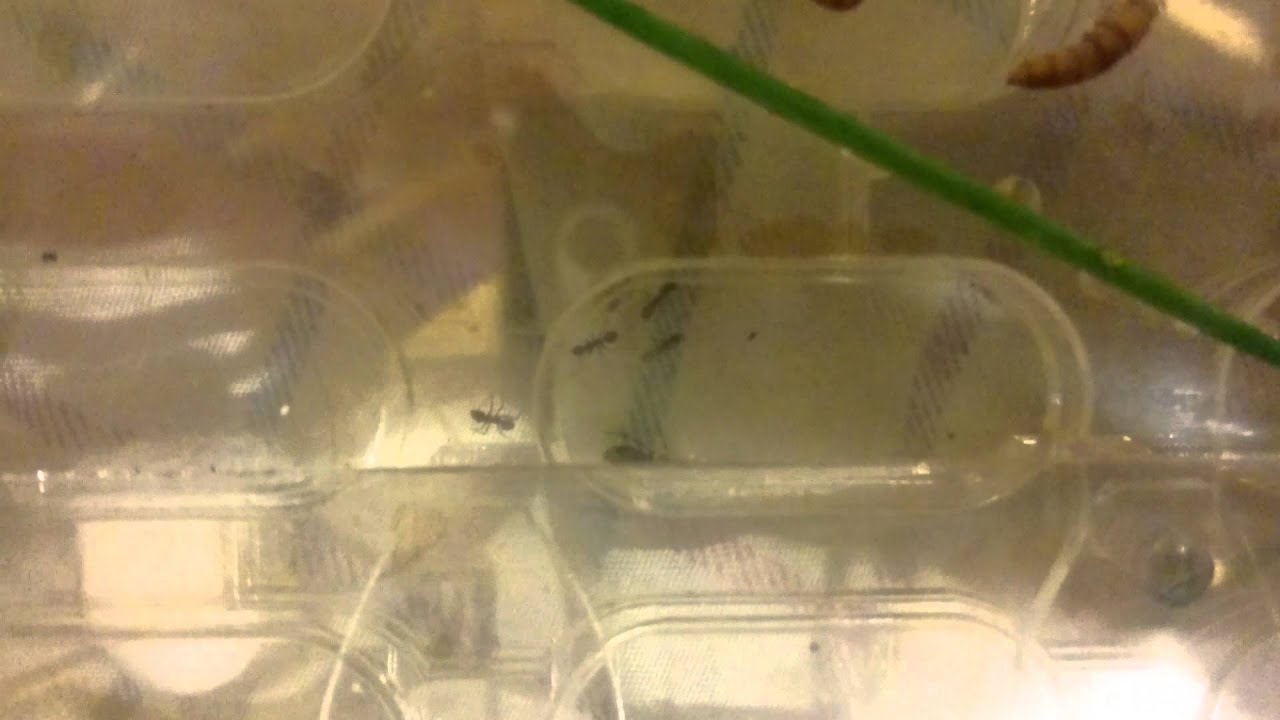 Ants canada | omni nest update #27 - YouTube