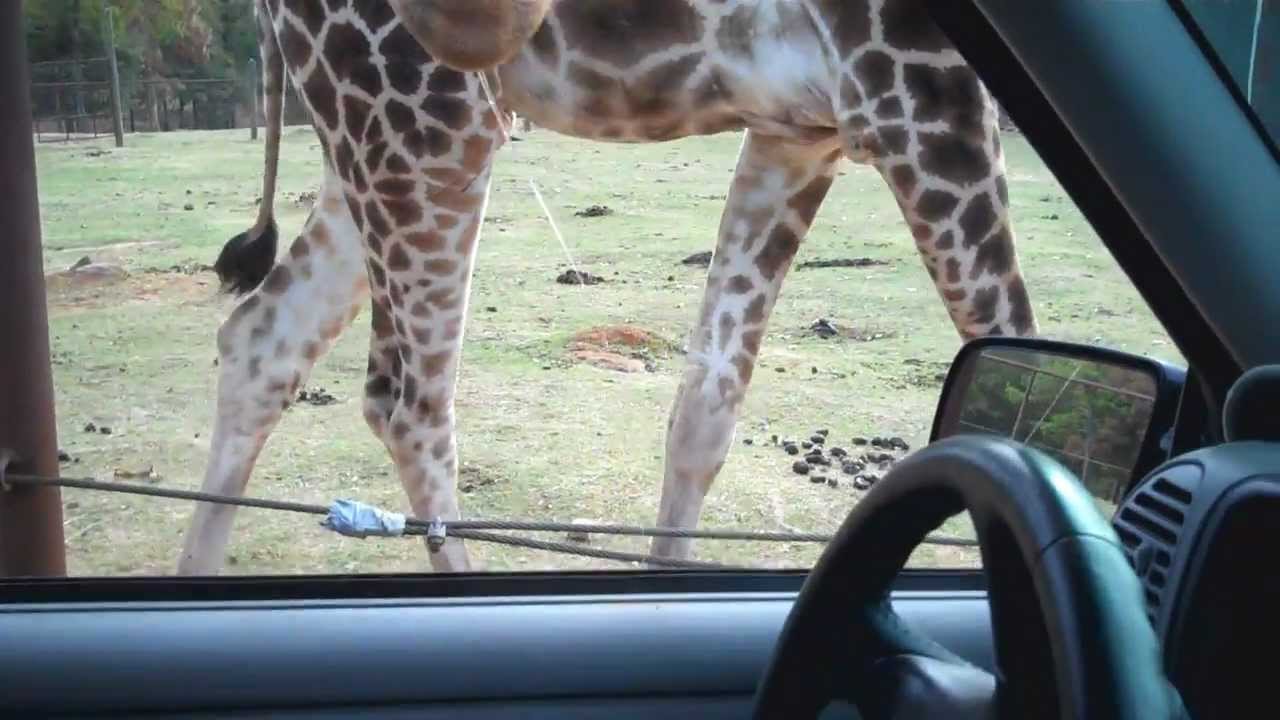 When Giraffes Attack... - YouTube