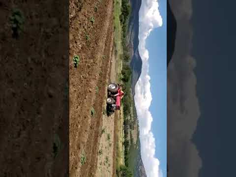 massey ferguson 135 mf 135 ilk işim  bostan arası sürümü çift sürümü