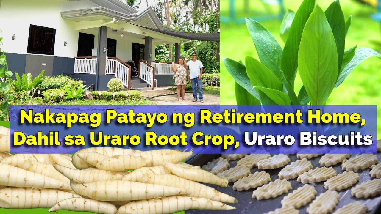 Nakapag Pundar ng Retirement Home, Dahil sa Uraro Biscuits - Uraro Root ...