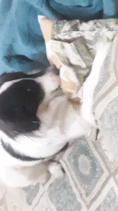 Daily vlog 178/365😂 #minivlog #dailyvlog #dailyshorts #365vlogschallenge #dailylife #dog #dogs ...