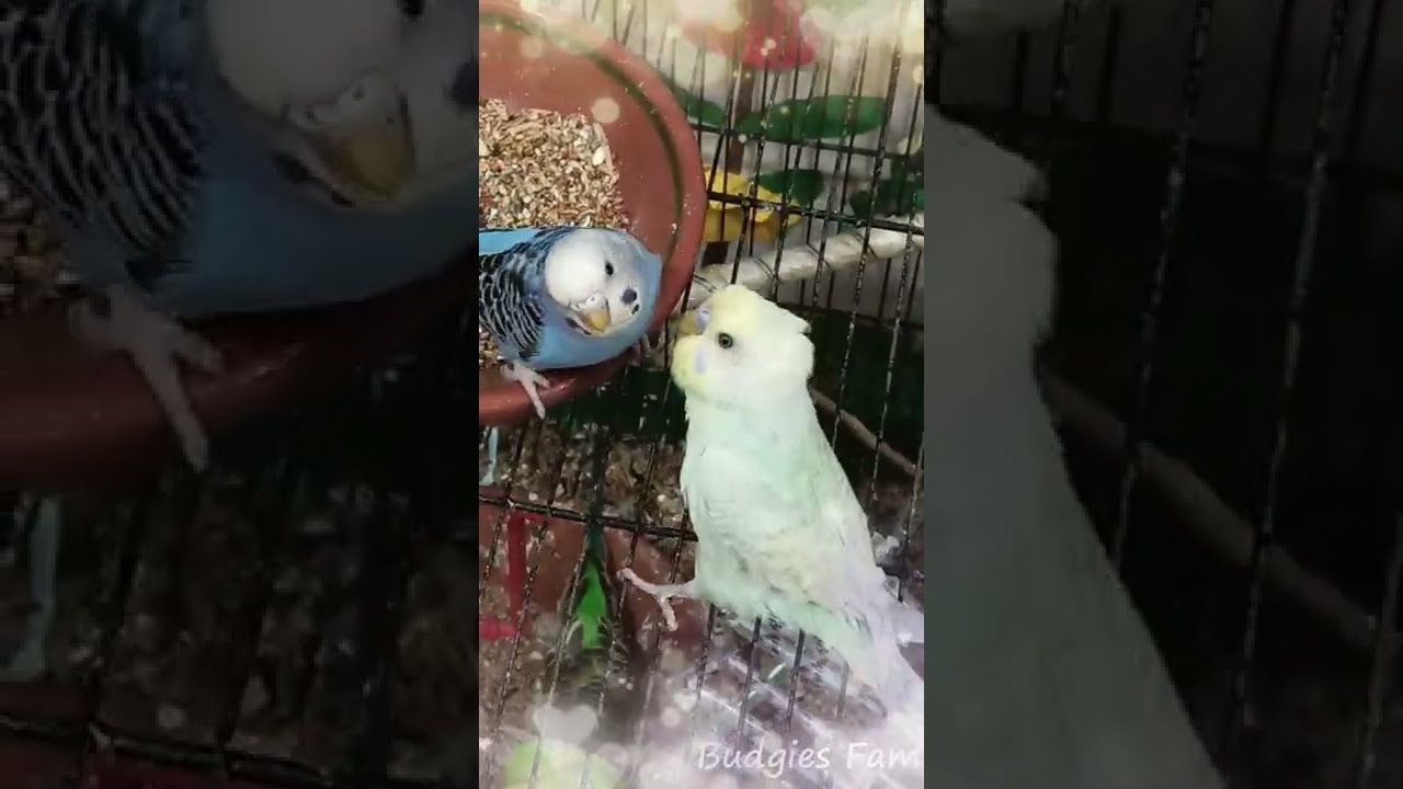 Cute budgie bomb and sky beak touching together part-1💖💕😍😄😘# ...