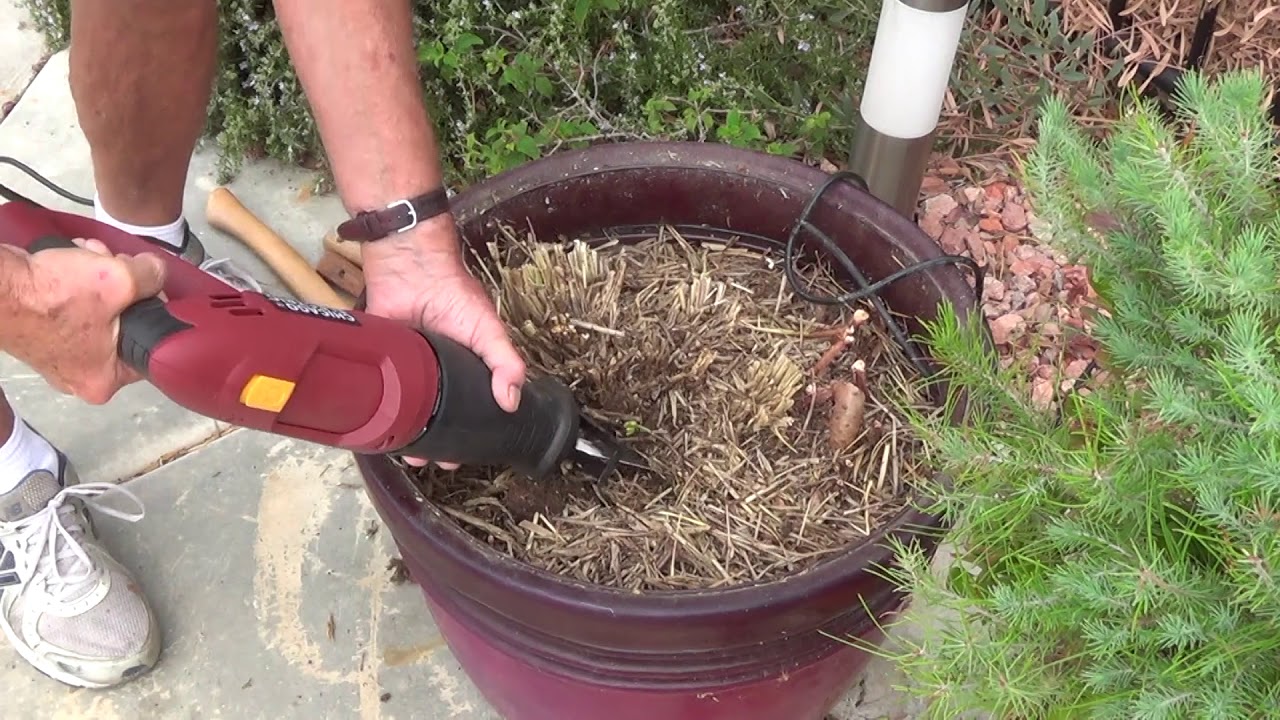 garden tip - YouTube