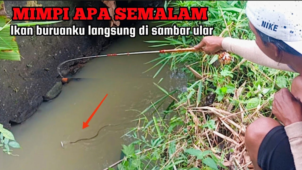 NGERI..!! SPOT SARANG ULAR || MANCING WADER DI SELOKAN - YouTube