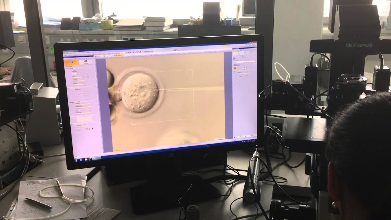 Microinjecting mouse fertilized oocytes (2/2) - YouTube