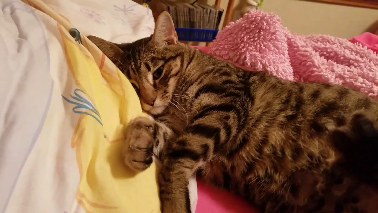 Cat gets his butt scratched - YouTube