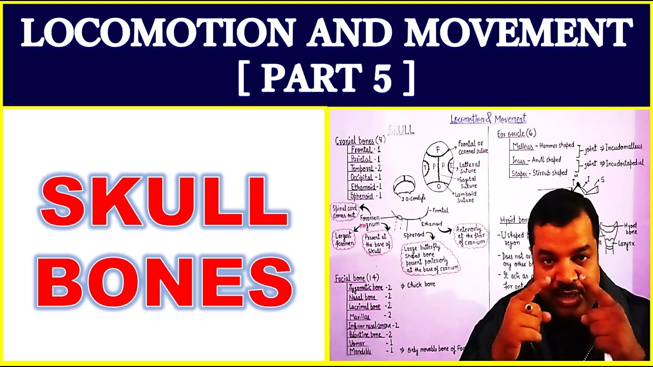 Locomotion and Movement for NEET | Part 5 | Skull Bones - YouTube