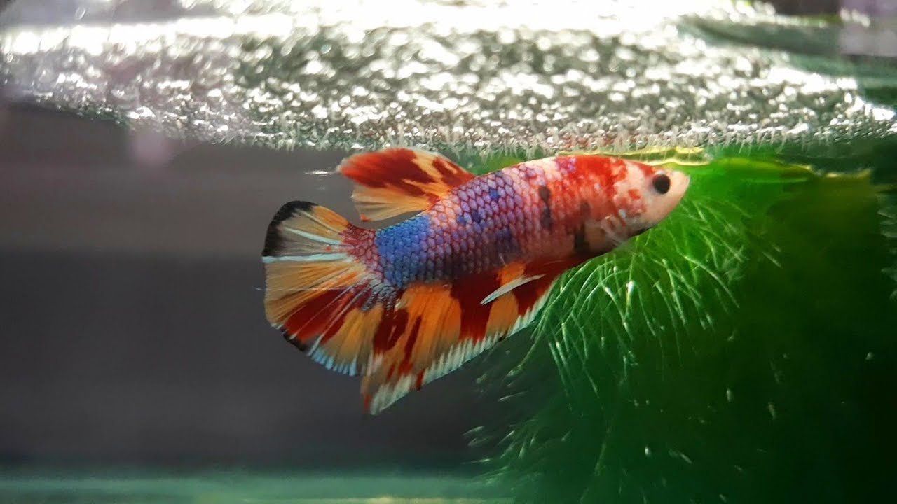 How I breed my candy koi beta fish (part 3) - YouTube