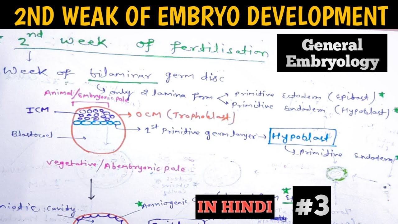 GENERAL EMBRYOLOGY - SECOND WEEK OF EMBRYONIC DEVELOPMENT | 2nd Weak of ...