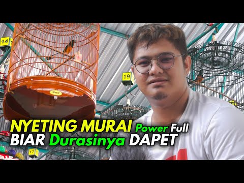 MURAI MEDAN BODY BESAR DADA LEBAR EKOR PENDEK TIPE ROLL TEMBAK