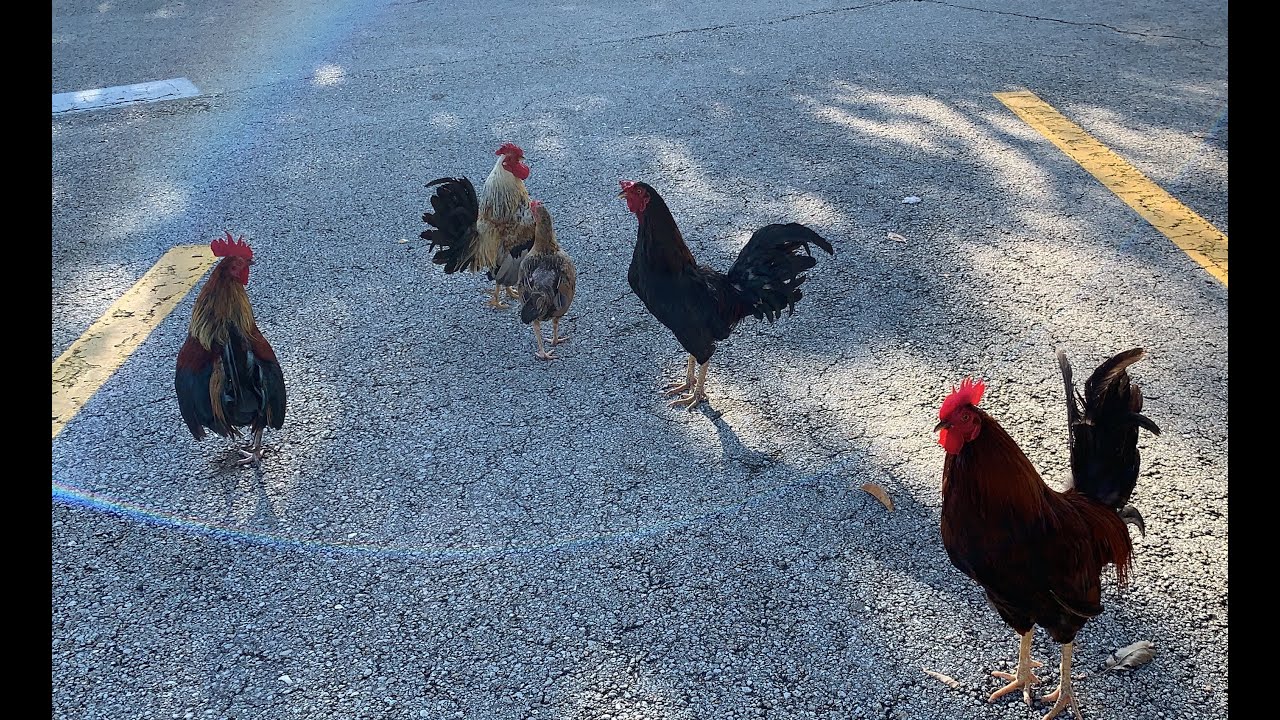 Gang of Feral Chickens ~ Key Largo ~ Florida ~ USA 🇺🇸 - YouTube