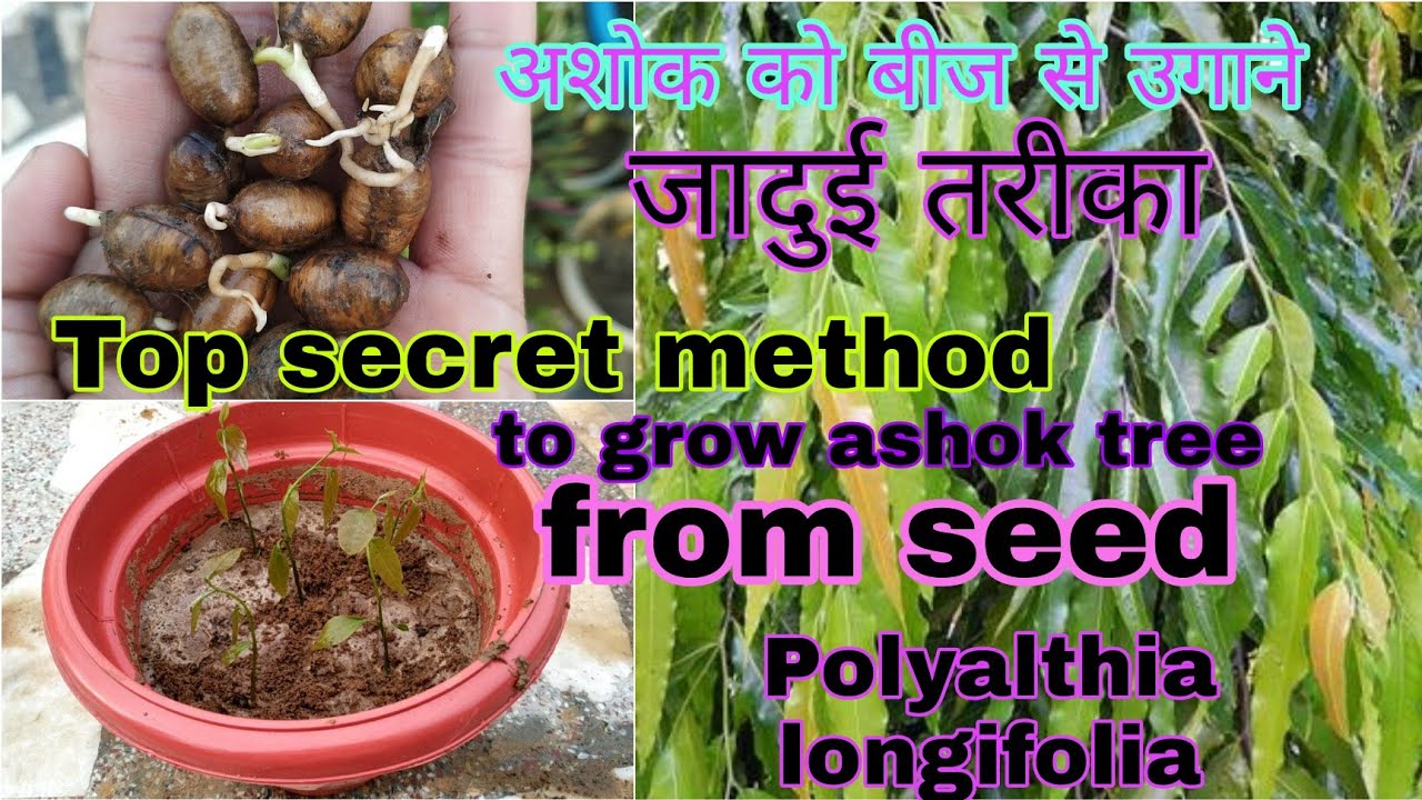 बीज से अशोक का पेड़ उगाने का जादुई तरीका|How to grow ashok tree from ...
