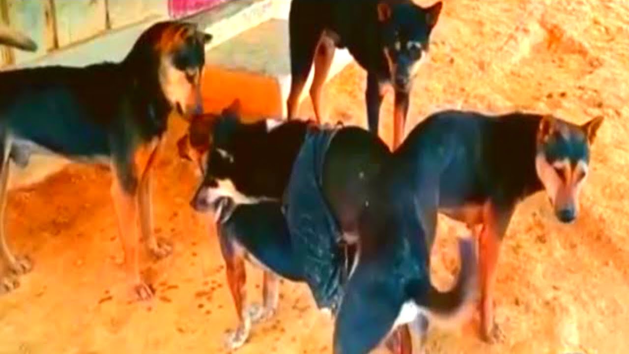 Excellent Rural Black Dogs Summer Season Mating in Village On Road Side ...