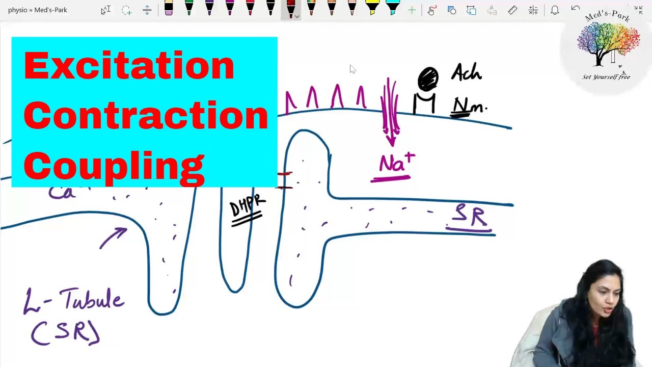 Excitation Contraction Coupling - YouTube