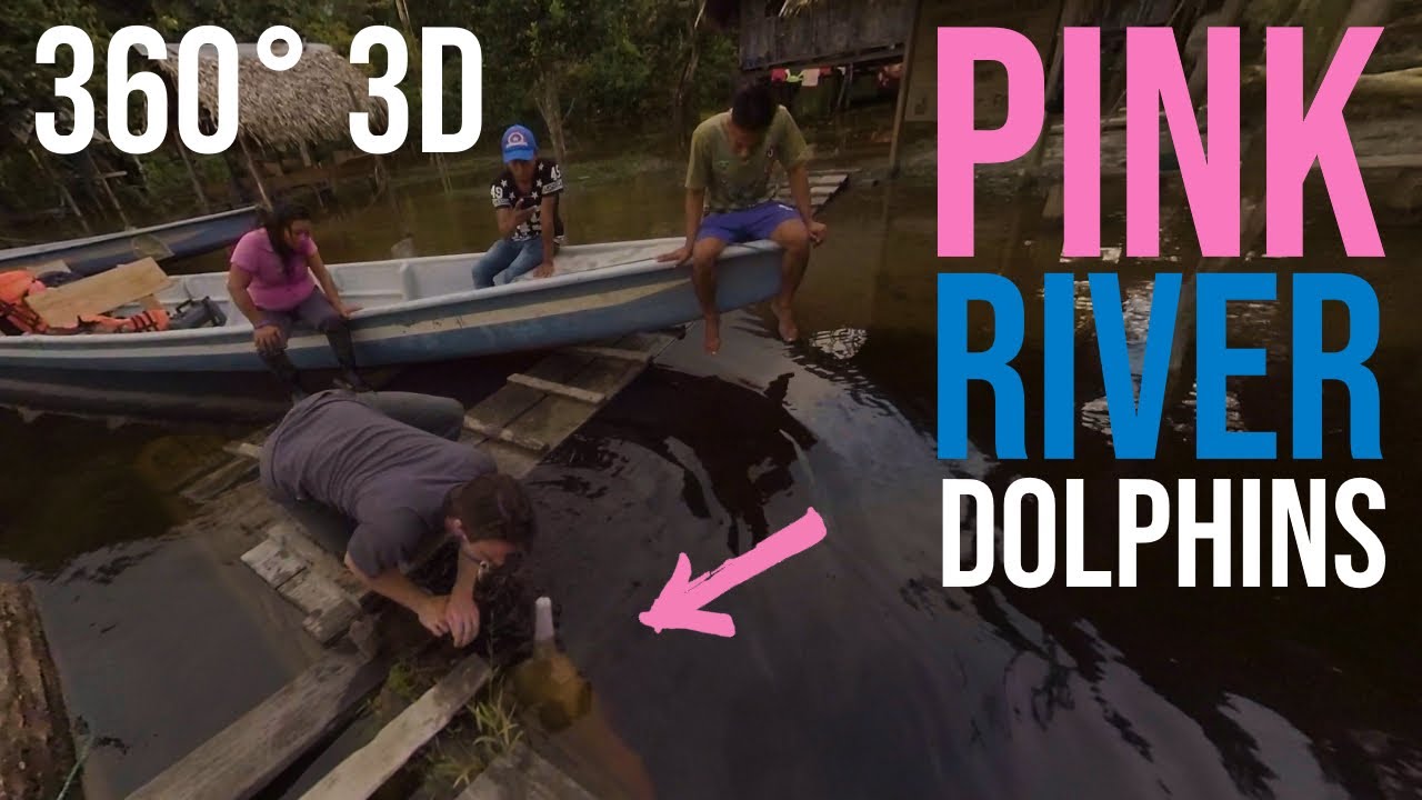 Feeding PINK River Dolphins in the Amazon Rainforest 3D 360 VR - YouTube