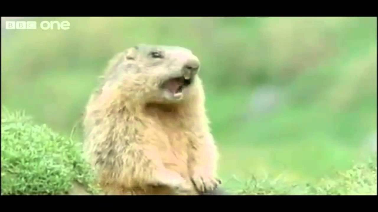 Gopher Alan Memes